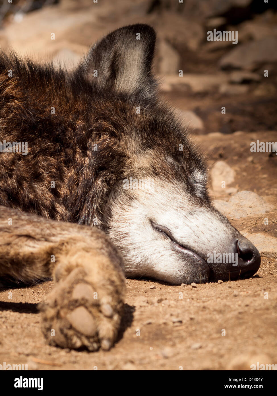 Large wolf in captivity Stock Photo - Alamy