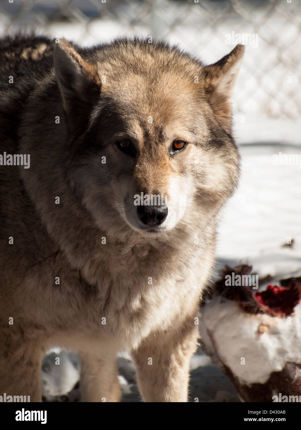 Large wolf in captivity Stock Photo - Alamy