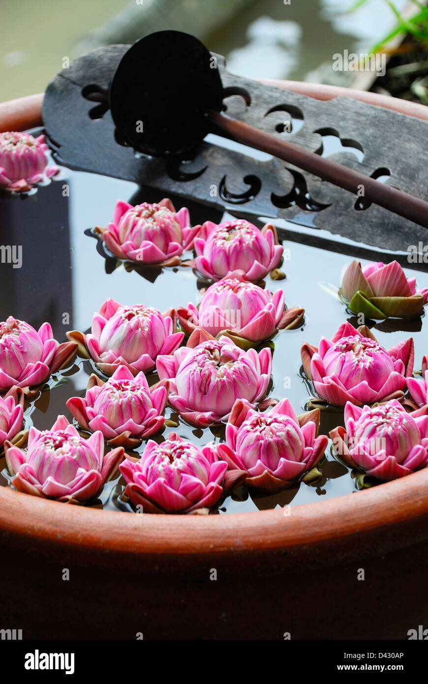 Lily basin hi-res stock photography and images - Alamy