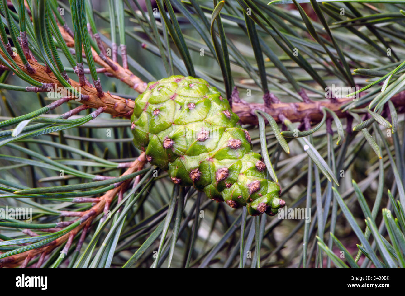 closeup of new green cone grow on coniferous pine tree branch Stock ...