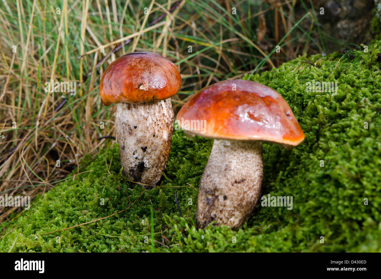 Mushroom pair hi-res stock photography and images - Alamy