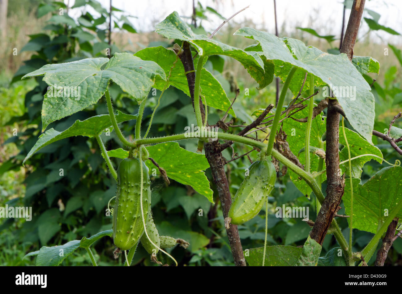 closeup of green ecological natural cucumbers grow in rural garden ...