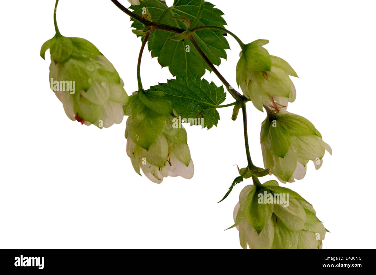 ecological natural hop plant branch isolated on white background ...