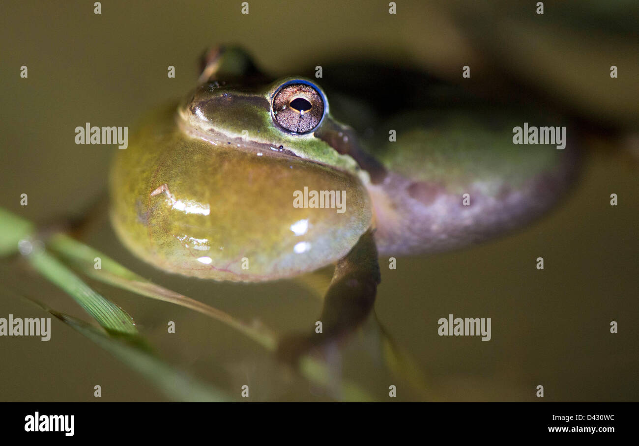 Northern pacific tree frog hi-res stock photography and images - Alamy