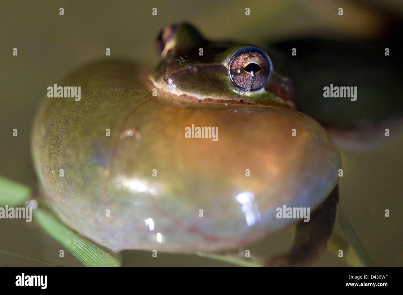 Northern pacific tree frog hi-res stock photography and images - Alamy