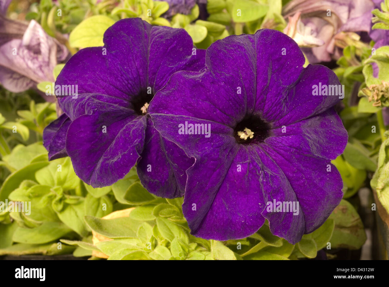 Solanaceae hi-res stock photography and images - Alamy