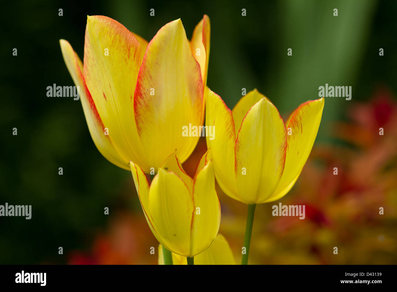 Yellow Tulips tinged with red Stock Photo - Alamy