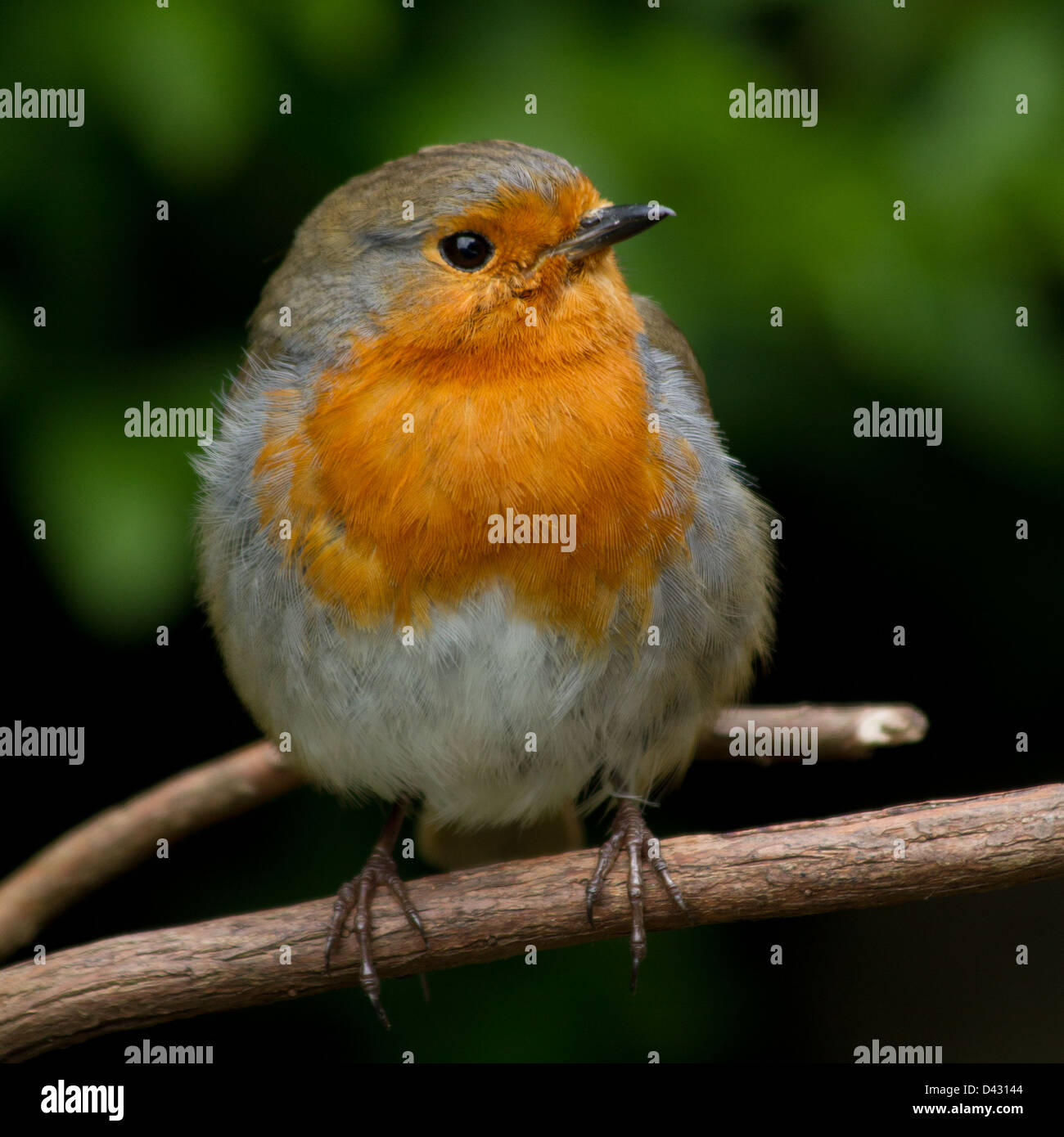 Bird robin face hi-res stock photography and images - Alamy