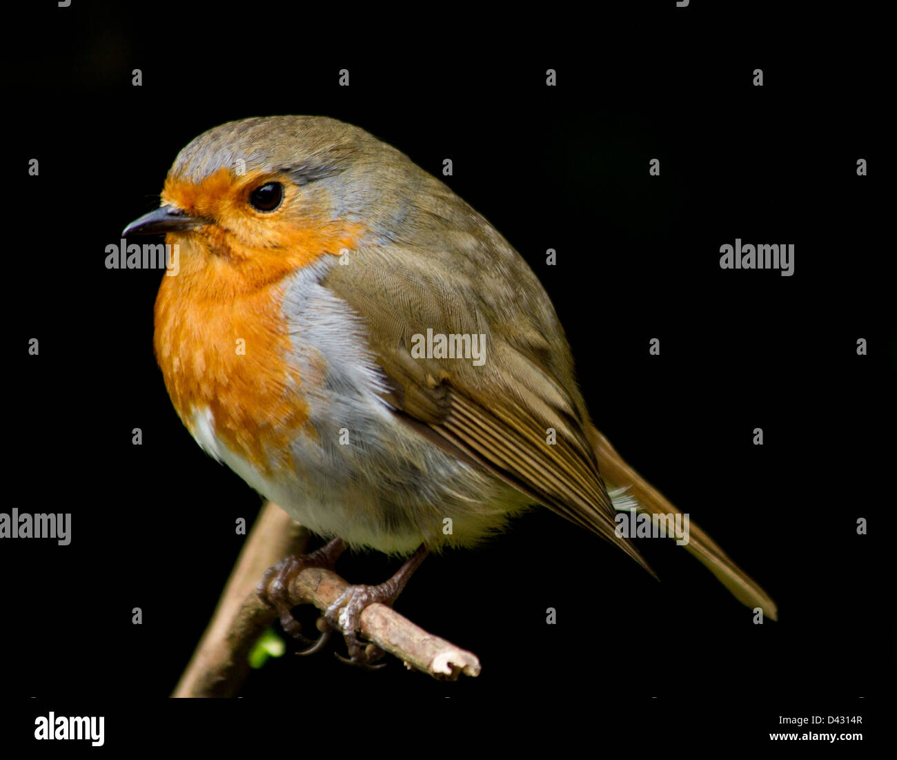 Bird robin face hi-res stock photography and images - Alamy