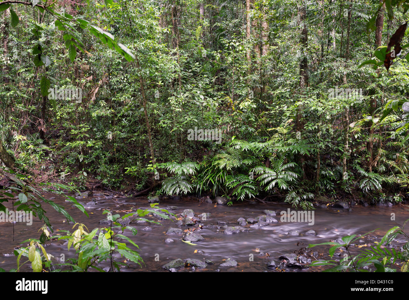 rainforest scenes near Milla Milla Falls, Far North Queensland ...