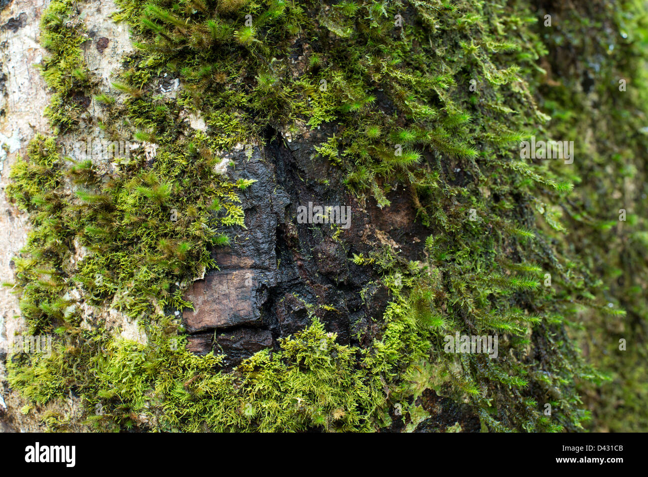 rainforest scenes near Milla Milla Falls, Far North Queensland ...