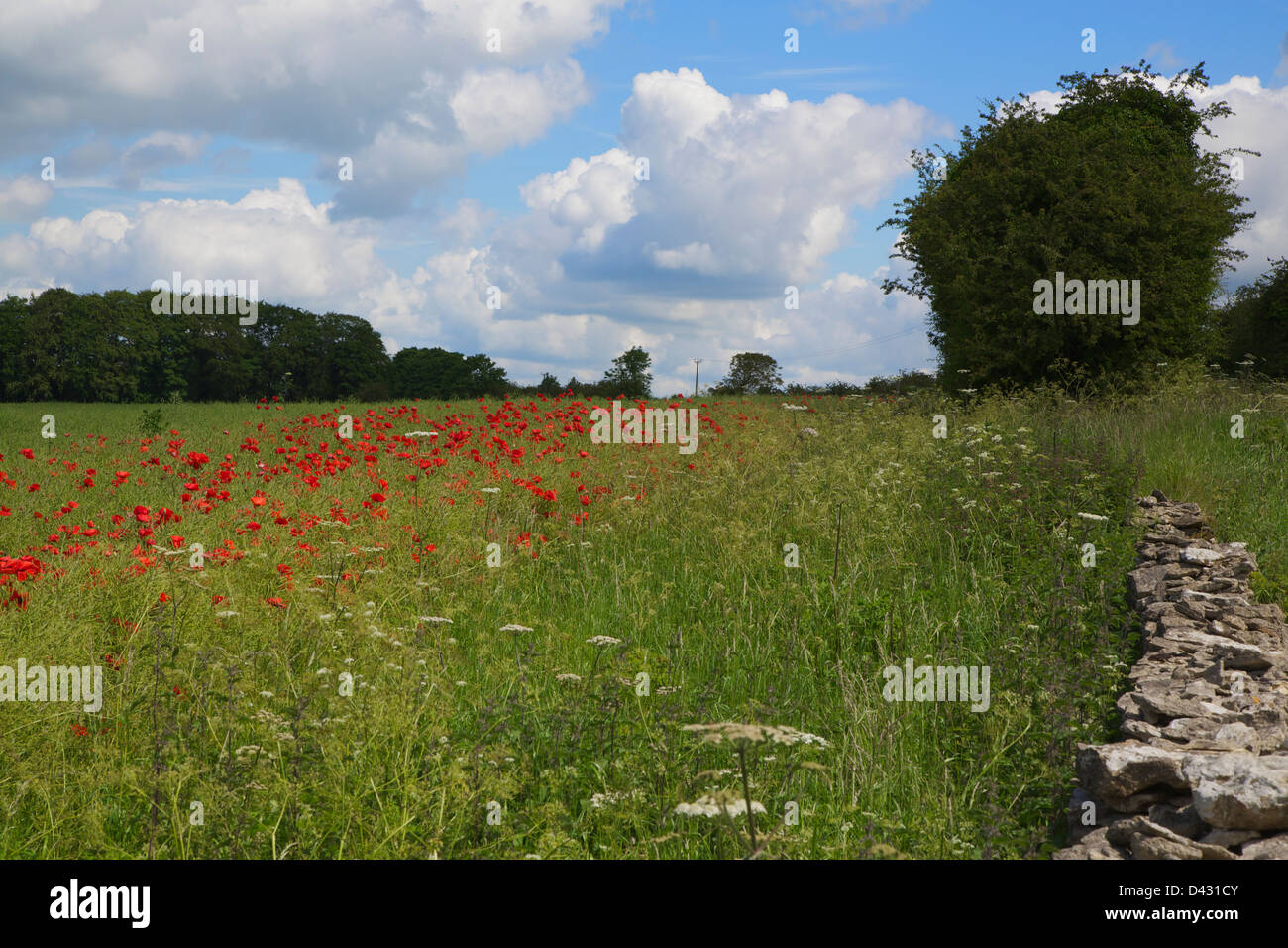 Poppies Growing in A Field In The Cotswolds in England .Flower of The ...