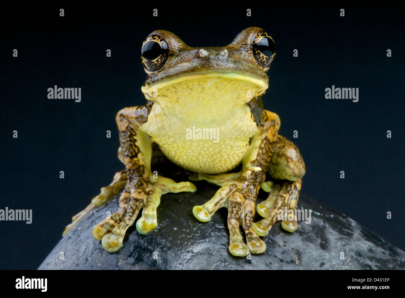 South american pepper frog hi-res stock photography and images - Alamy