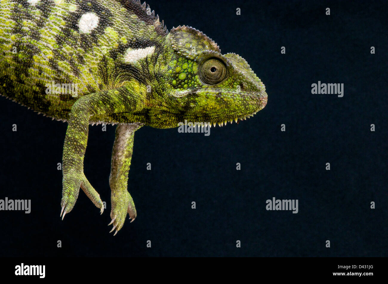 Madagascar spiny chameleon hi-res stock photography and images - Alamy