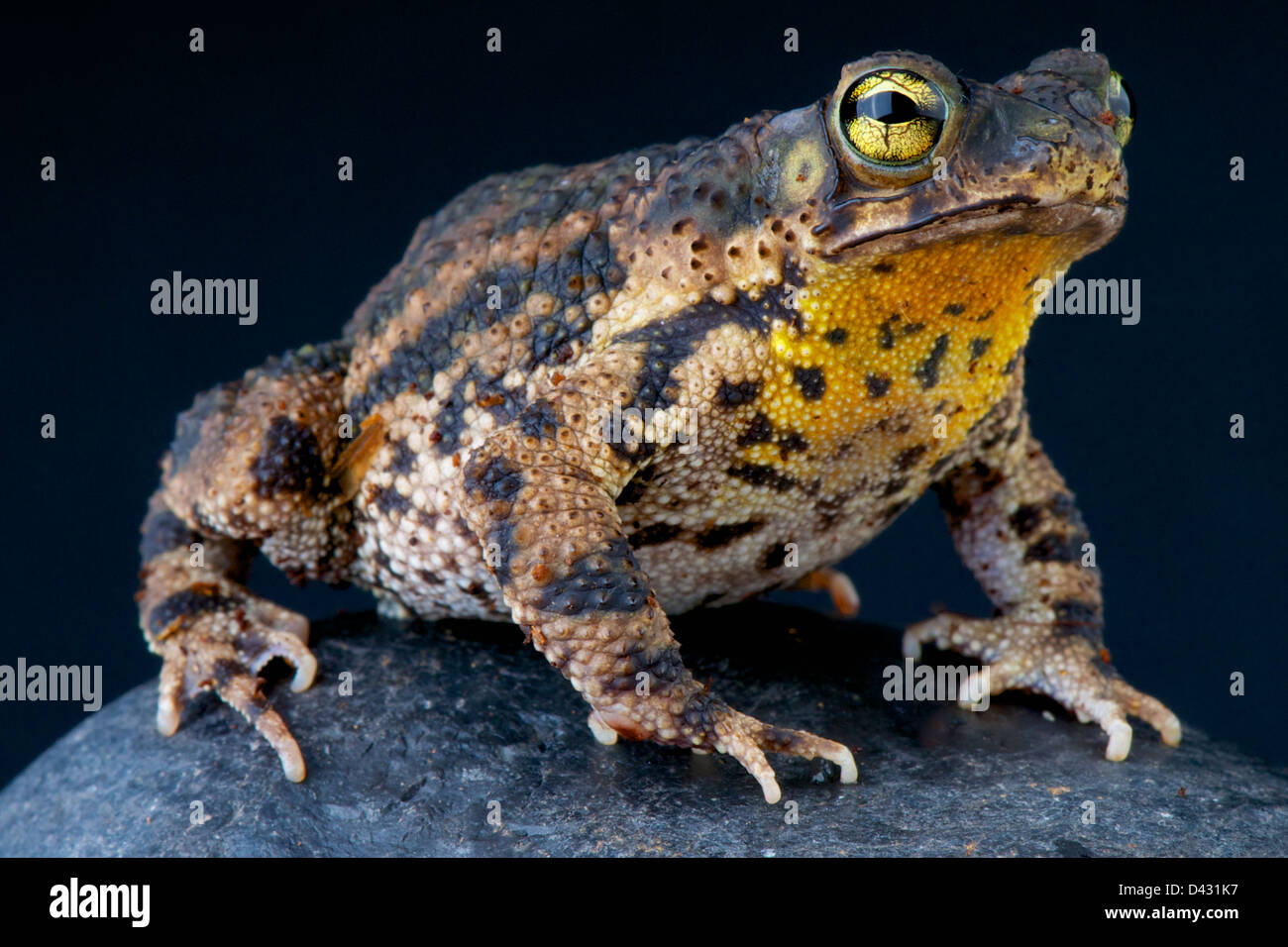 Warty toad / Rhinella granulosa Stock Photo - Alamy