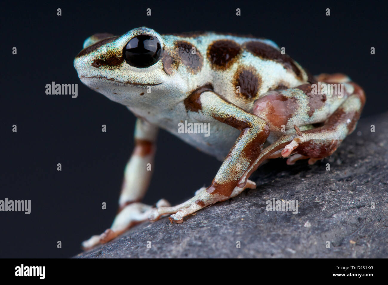Silver frog hi-res stock photography and images - Alamy