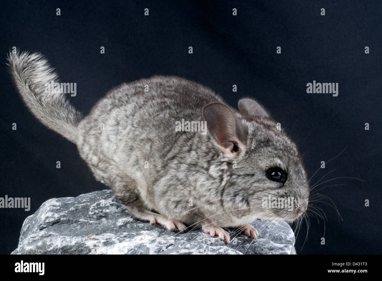 Chinchilla andes hi-res stock photography and images - Alamy