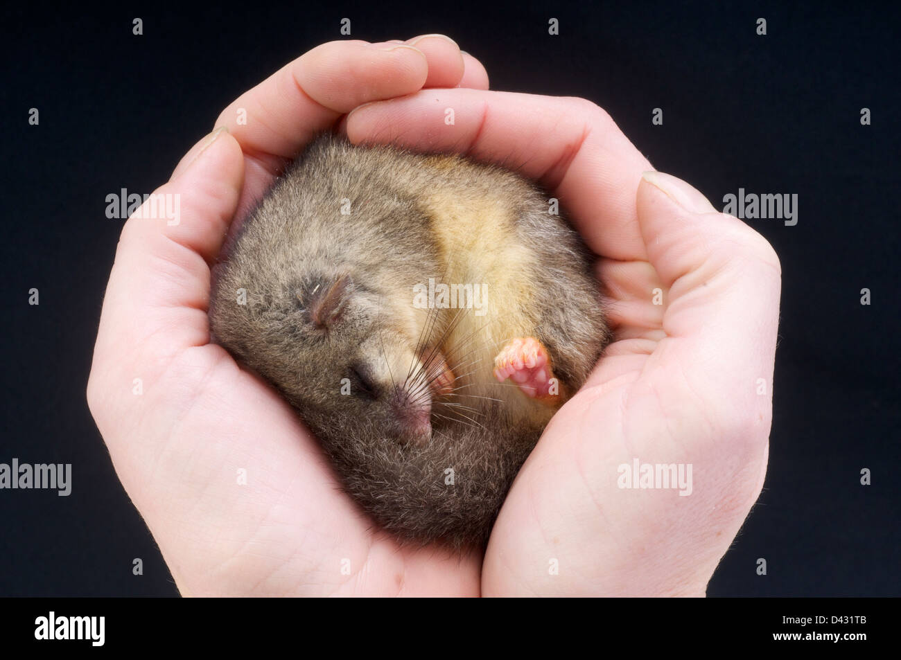 Dormouse / Glis glis Stock Photo - Alamy