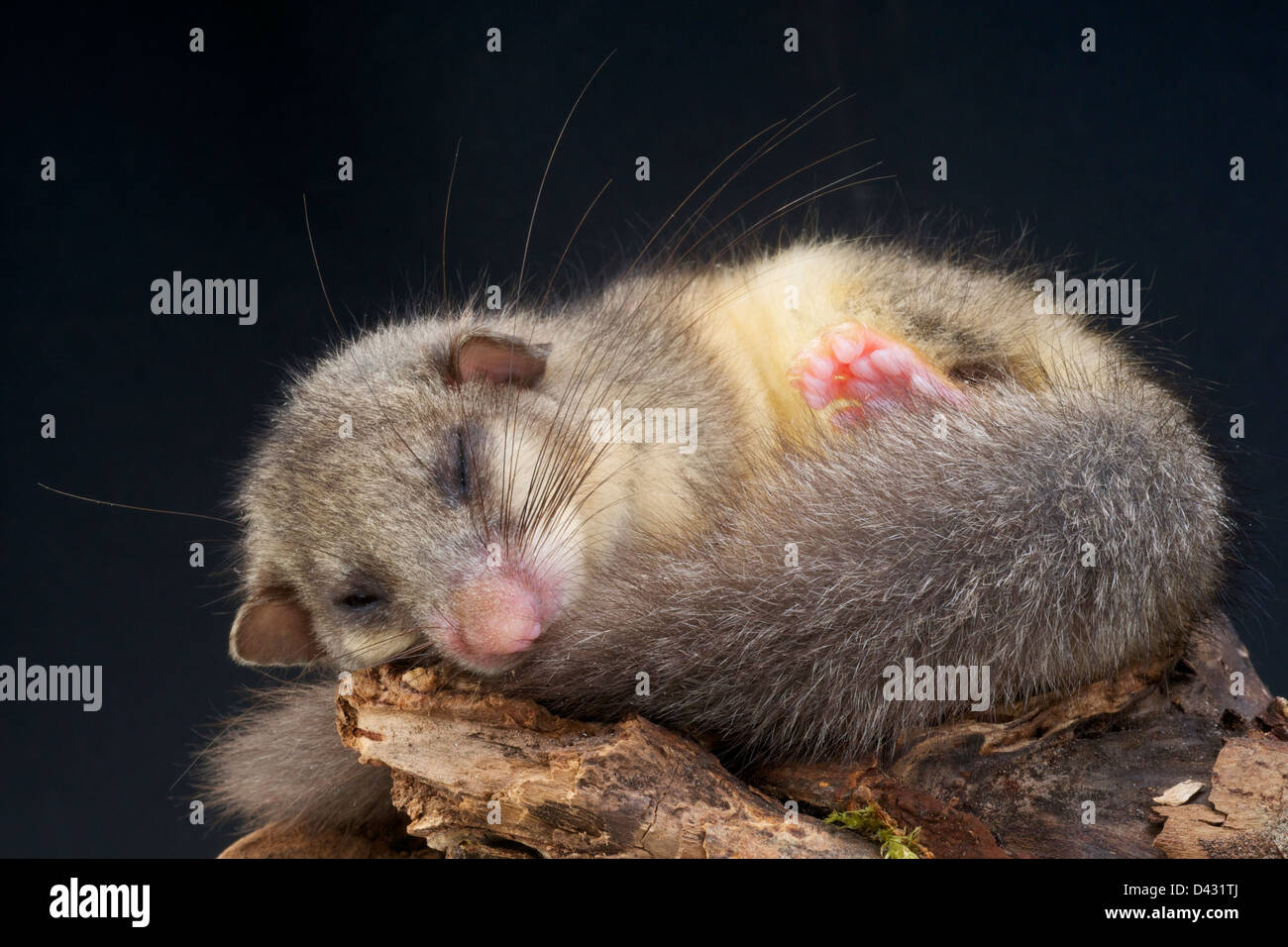 Edible dormouse glis glis hi-res stock photography and images - Alamy