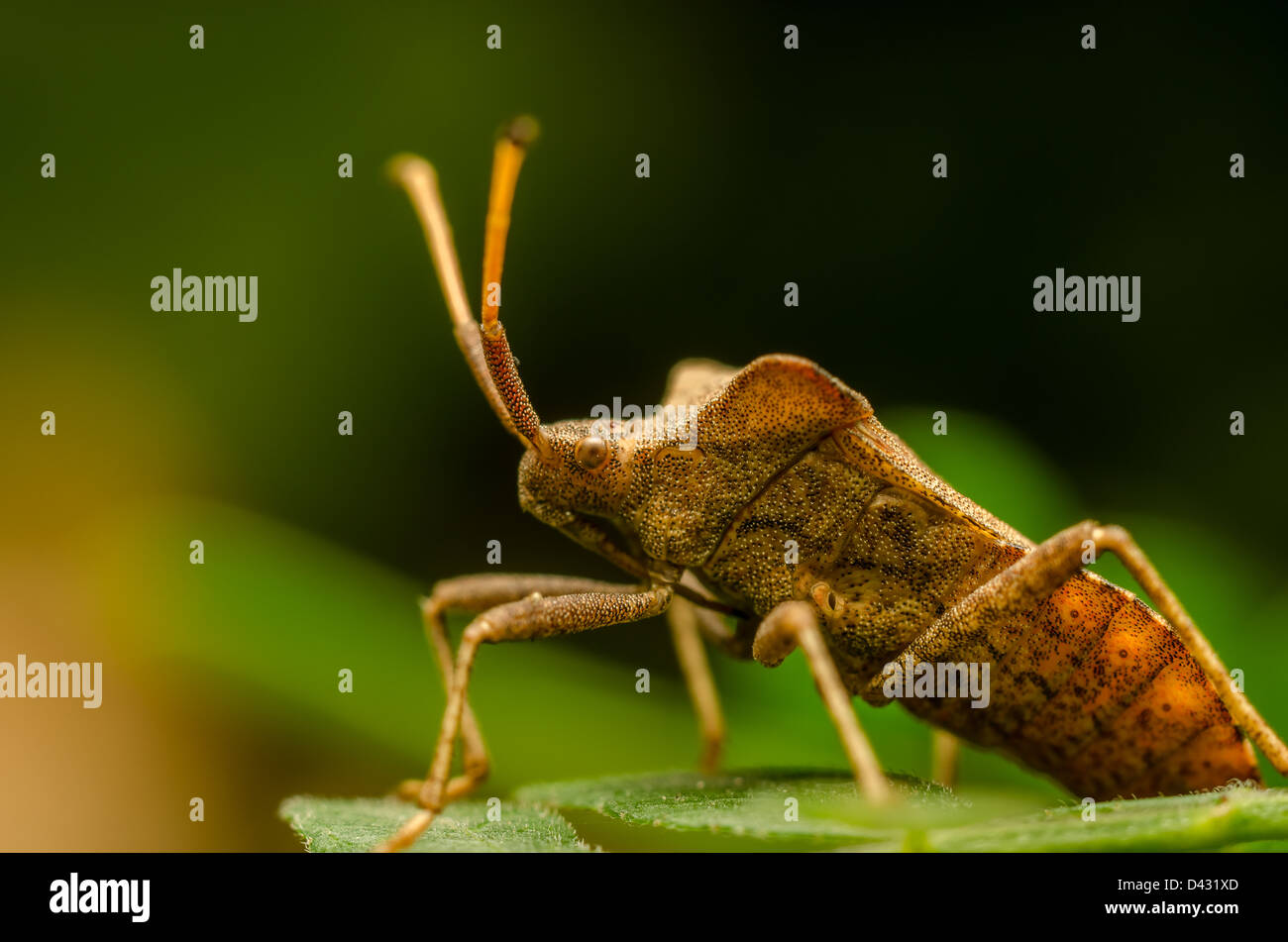 Camouflage shields hi-res stock photography and images - Alamy