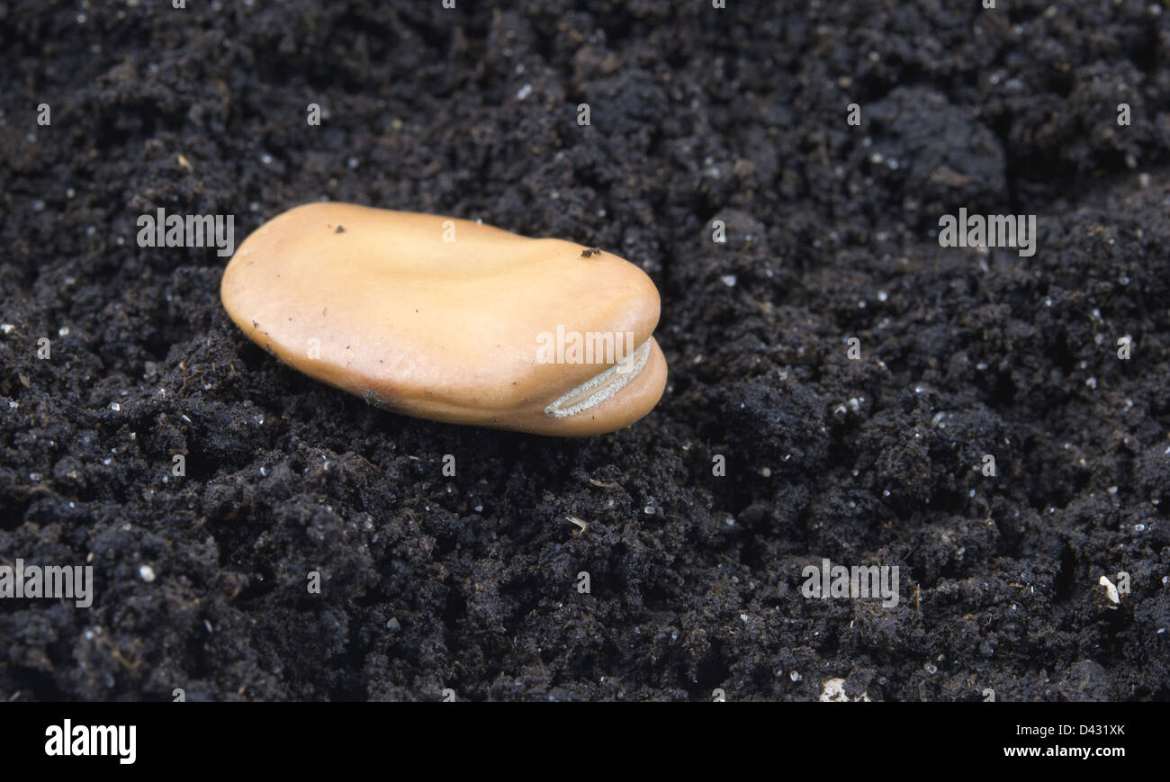 germinating bob seed close up Stock Photo - Alamy