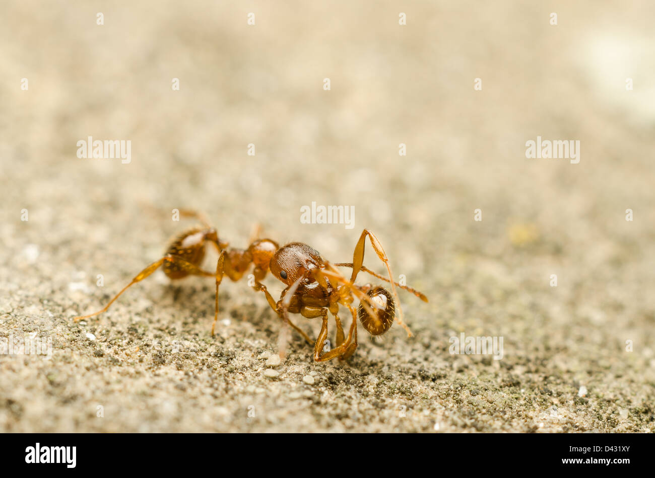 Ants carried hi-res stock photography and images - Alamy