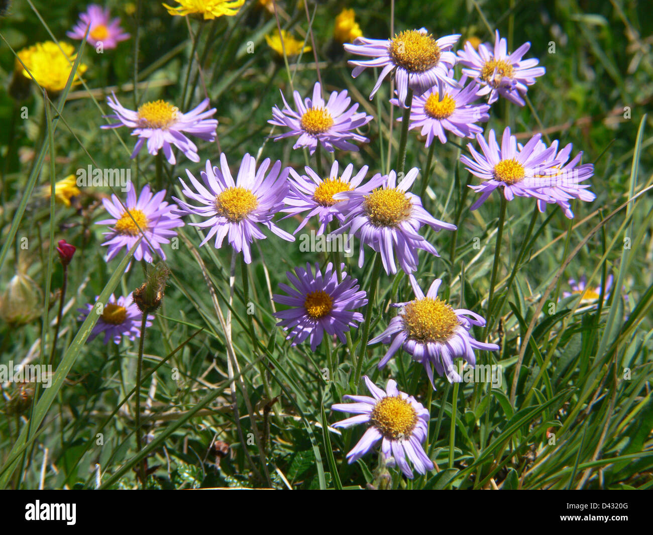 Italian aster hi-res stock photography and images - Alamy