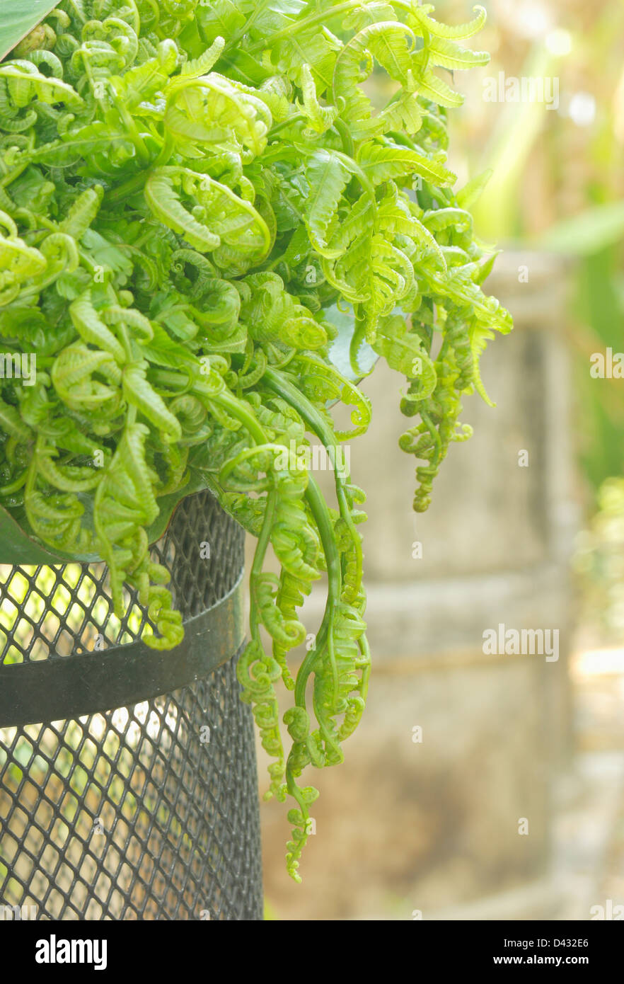 Bouquet of fresh vegetable ferns leaves. ferns for food Stock Photo - Alamy