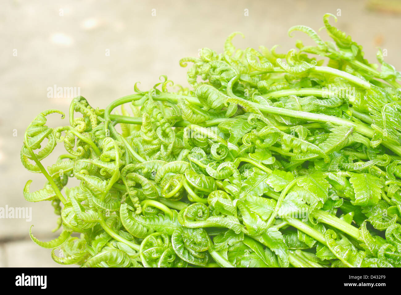 Bouquet of fresh vegetable ferns leaves. ferns for food Stock Photo - Alamy