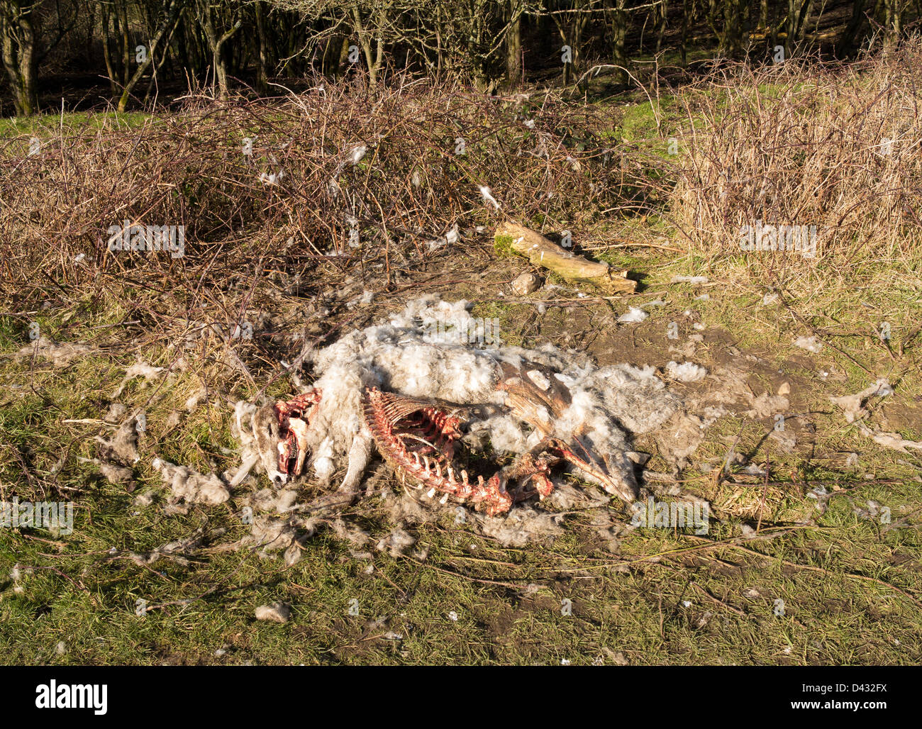 Sheep backbone hi-res stock photography and images - Alamy