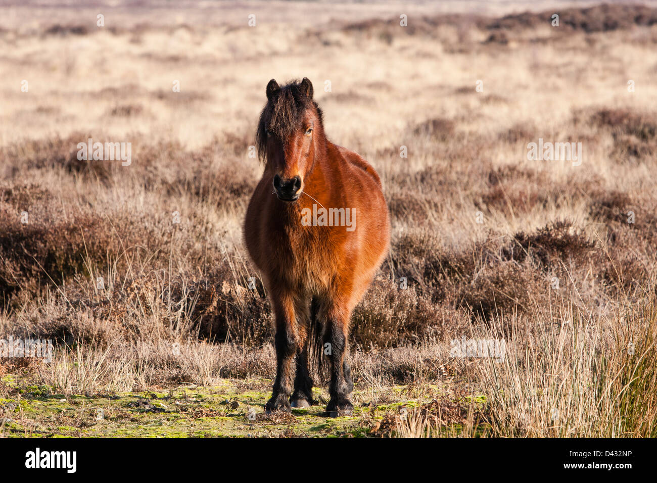 Ear pony hi-res stock photography and images - Alamy