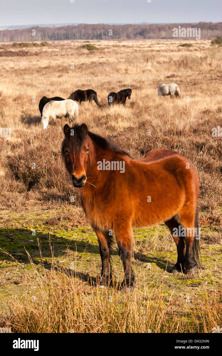 Close up of Head of Wild Pony on roydon common, norfolk, england Stock ...