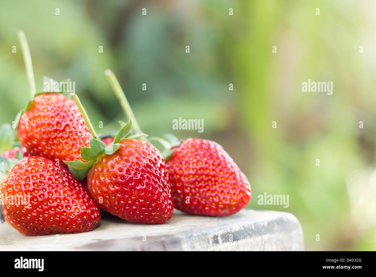 Strawberries small garden hi-res stock photography and images - Alamy