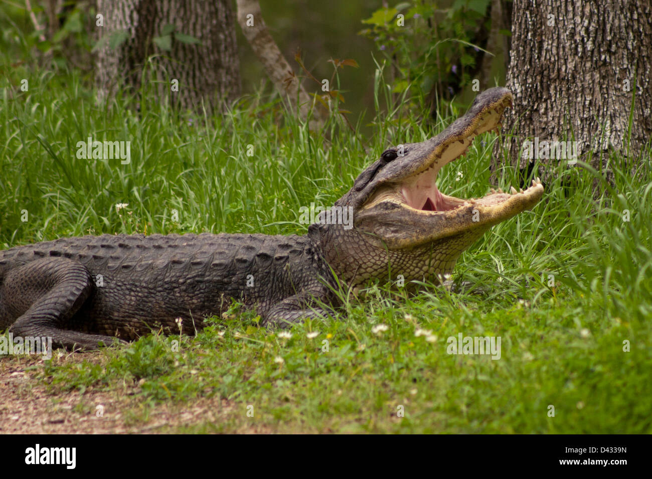 American Alligator (alligator mississippiensis) basking in the Brazos ...