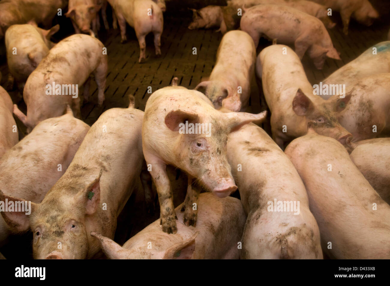 German pig farm hi-res stock photography and images - Alamy