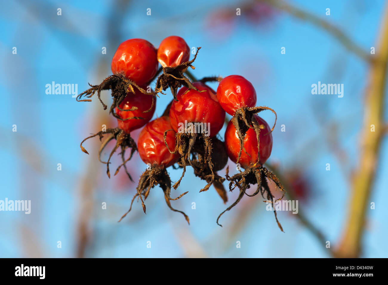 Berlin germany rose hips in hi-res stock photography and images - Alamy