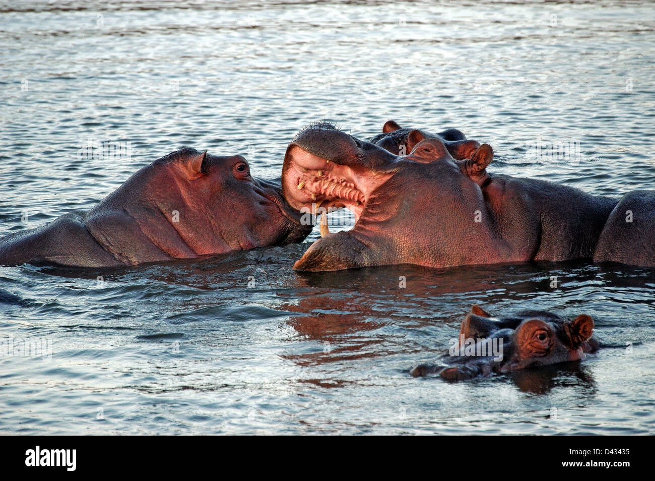 West african hippopotamus hi-res stock photography and images - Alamy