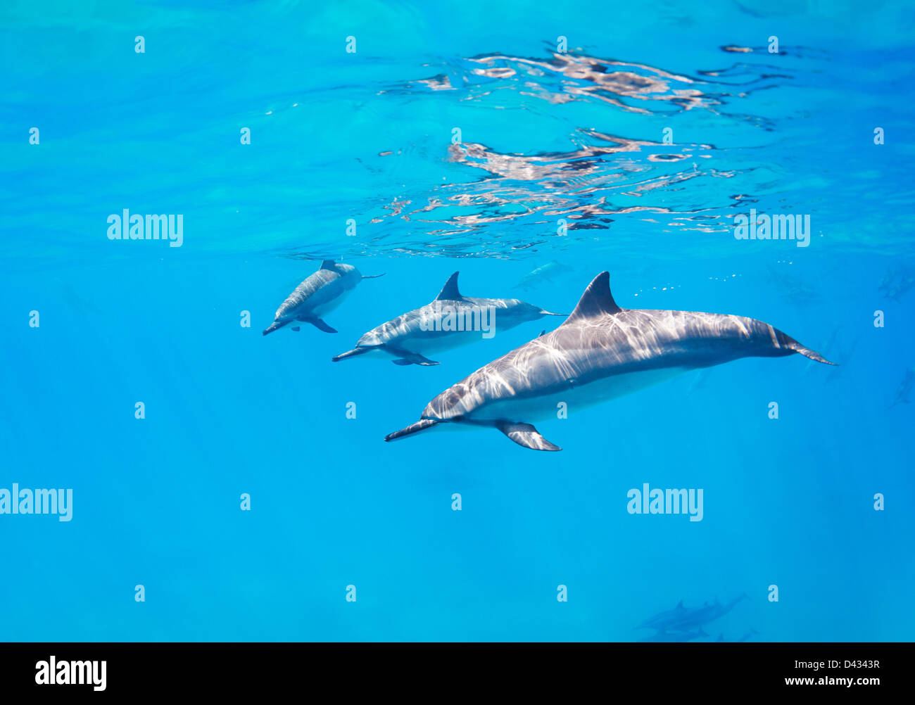Dolphins Underwater in Hawaii Stock Photo - Alamy
