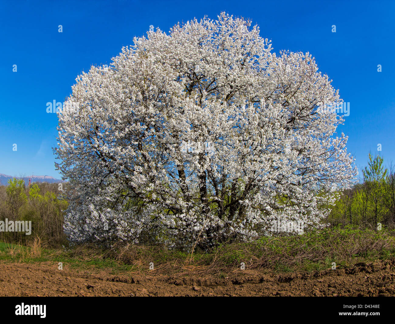 Cherry tree at spring time, Italy Stock Photo - Alamy