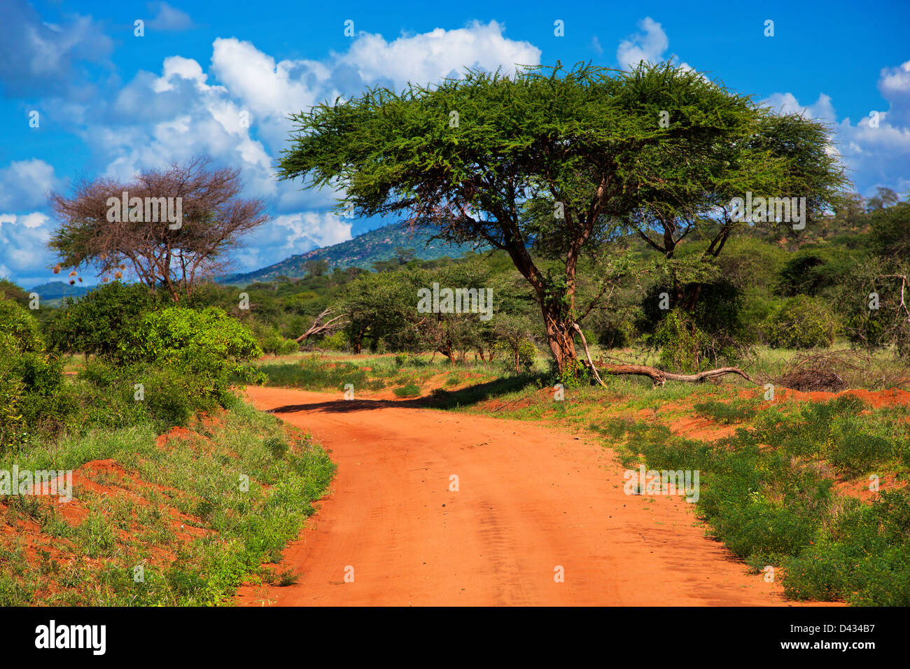Red ground road and bush with savanna landscape in Africa. Tsavo West ...