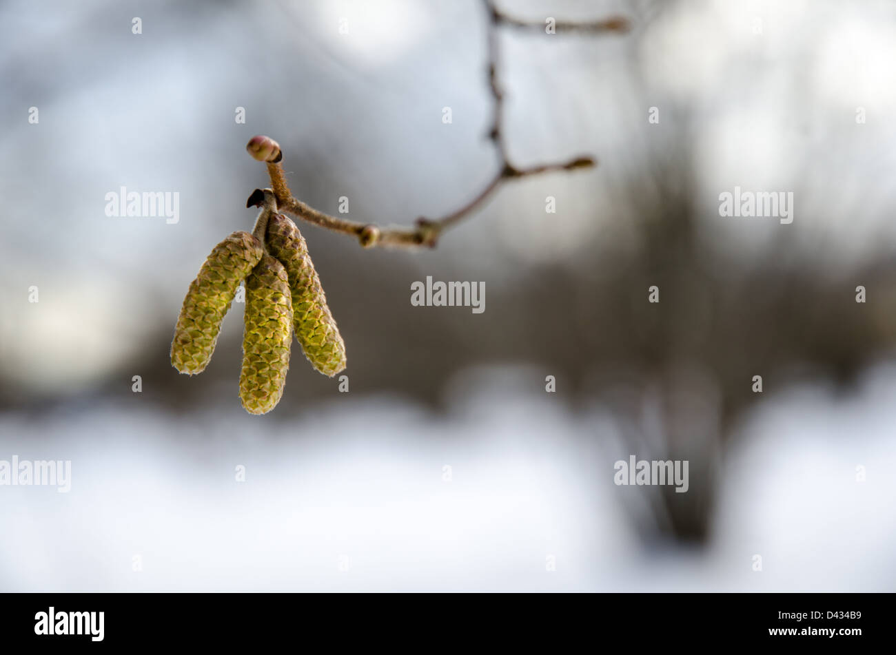 Catkins bud on hazel twig hi-res stock photography and images - Alamy