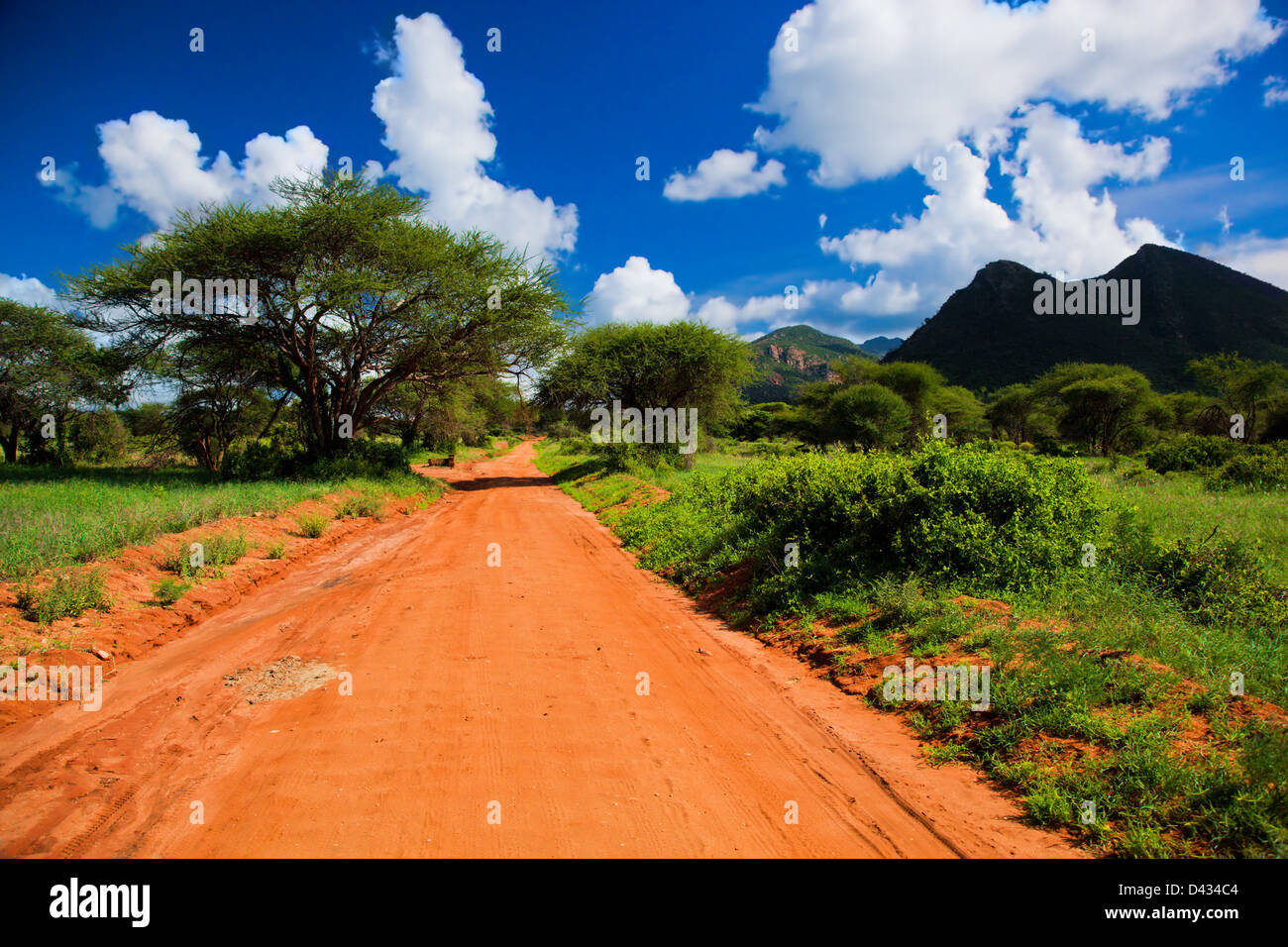 Red ground road and bush with savanna landscape in Africa. Tsavo West ...
