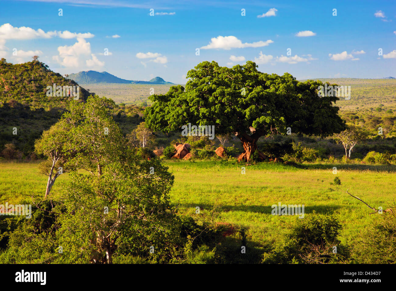 Grassland with rich flora, savanna and bush landscape in Africa. Tsavo ...