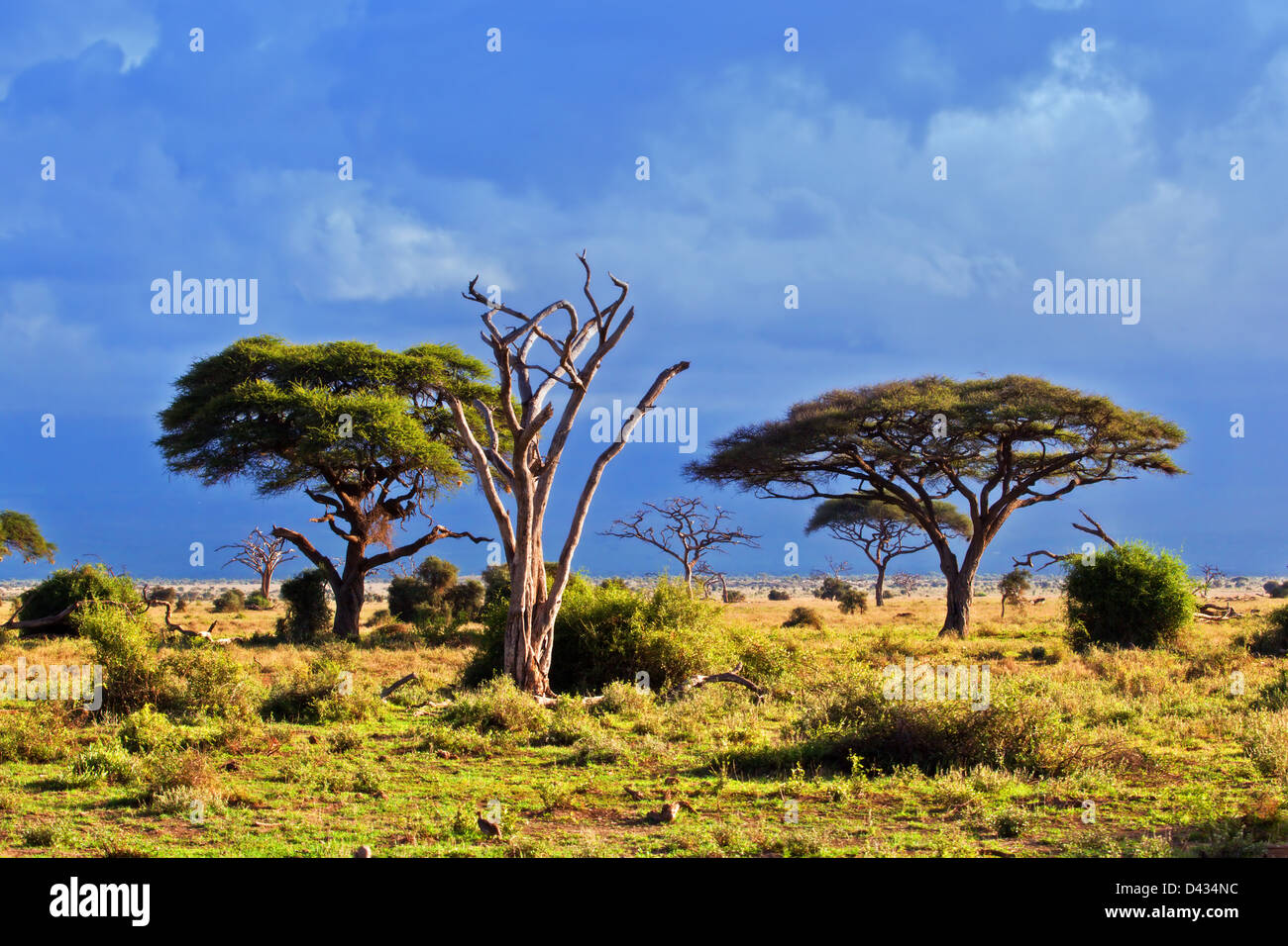 Savanna landscape and its flora in Africa, Amboseli, Kenya Stock Photo ...