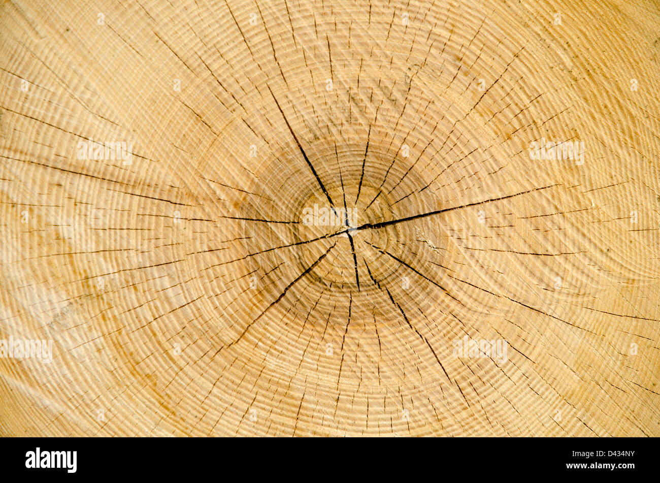 Detail from a cut oak trunk Stock Photo - Alamy