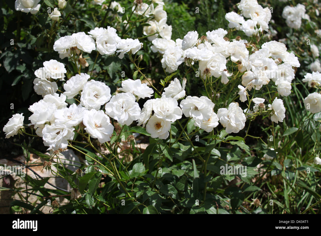 White Rose Bush Stock Photo - Alamy