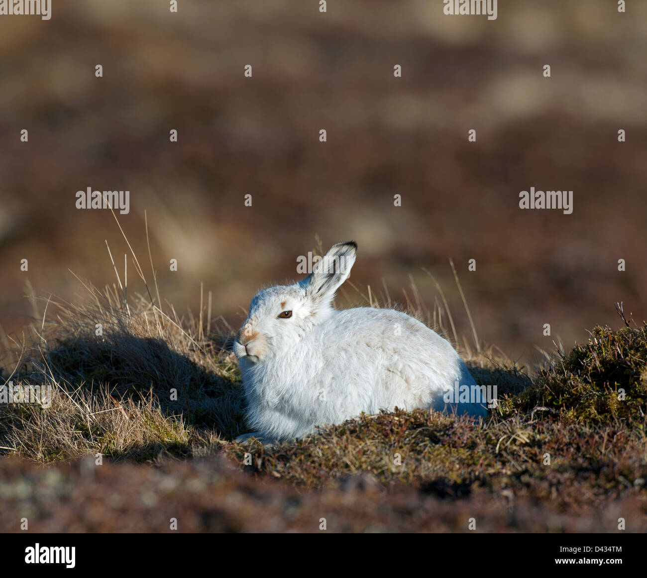 A Scottish Blue Mountain Hare Lepus timidus scoticus in its winter ...