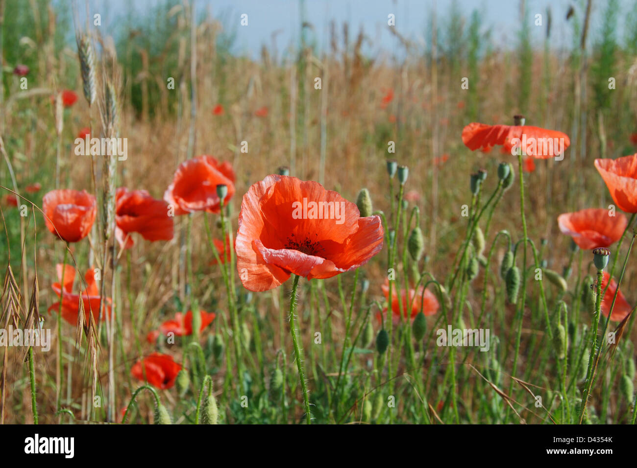 Summer flowers in field poppies hi-res stock photography and images - Alamy