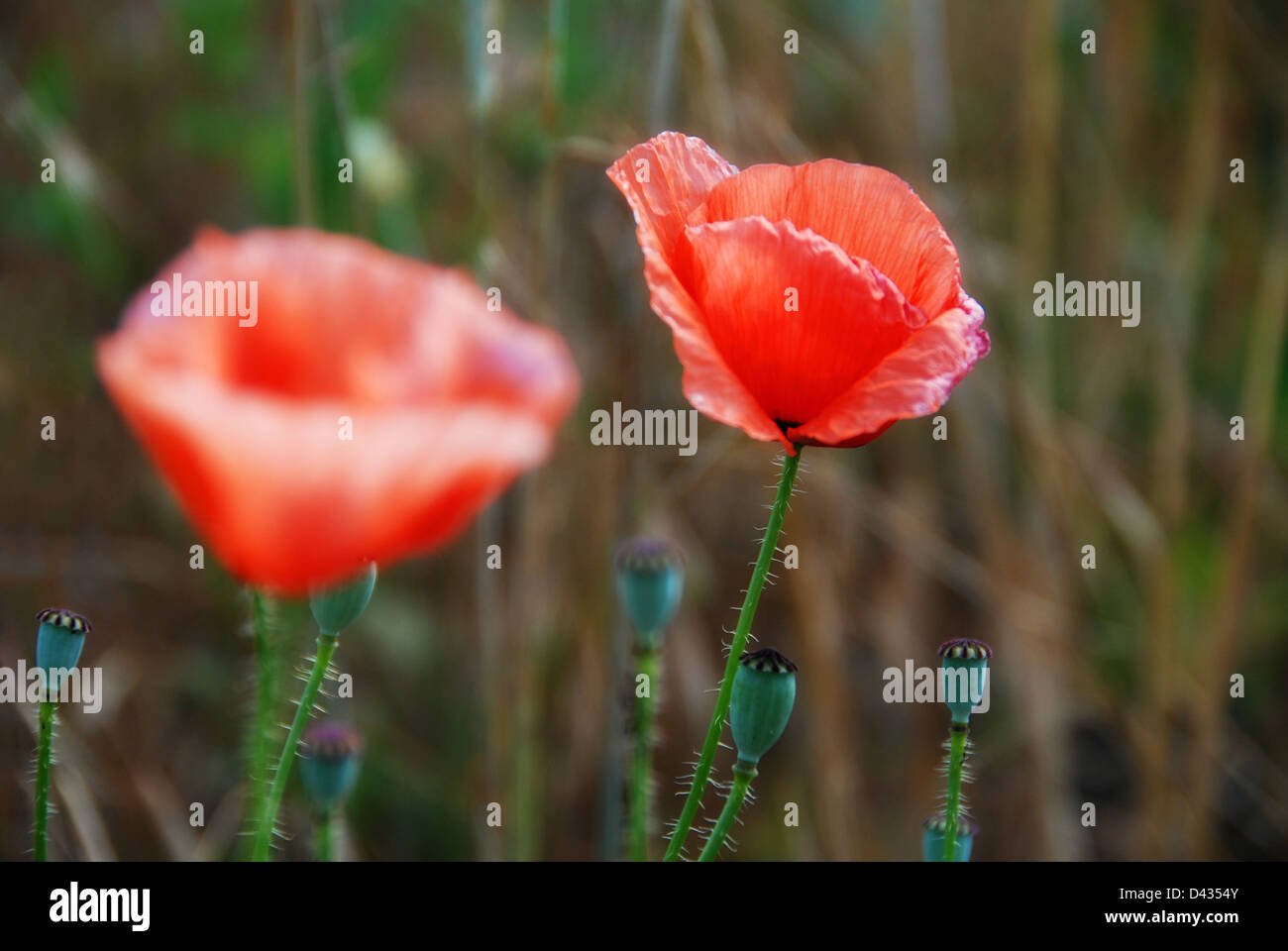 Wild poppy in a field Stock Photo - Alamy