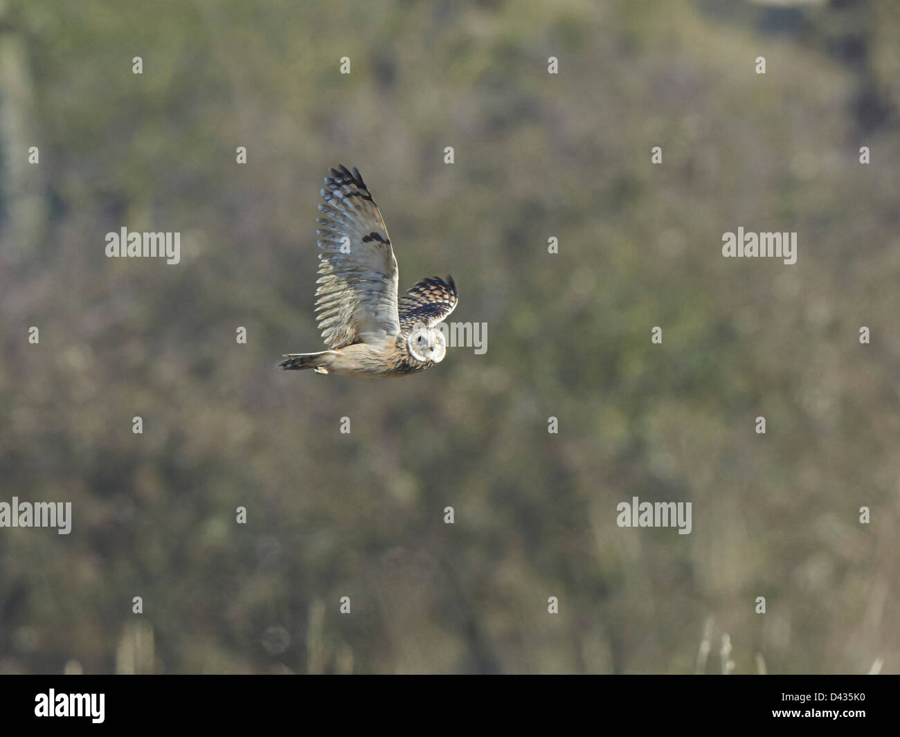 Short-eared Owl in flight Stock Photo - Alamy